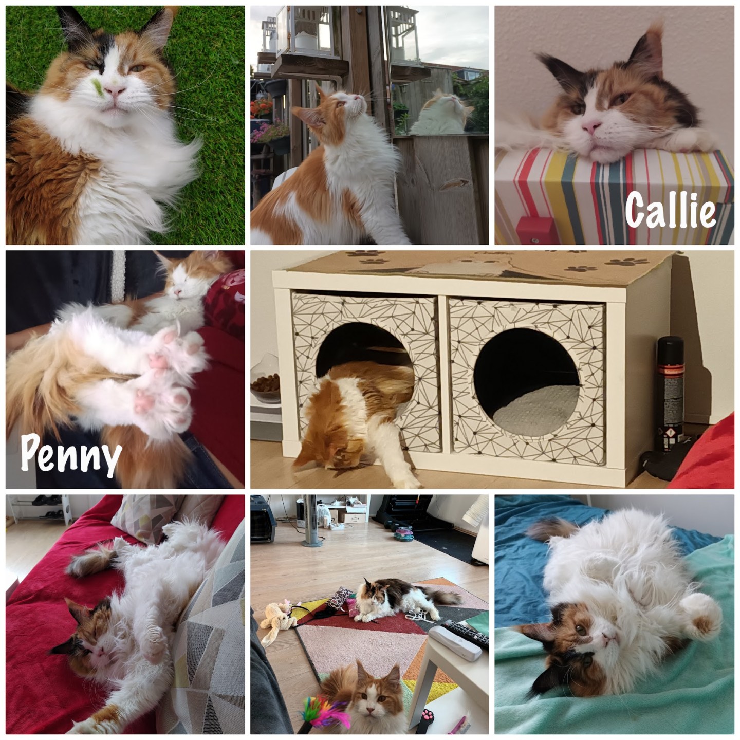 Adventures of a Cat Lady
